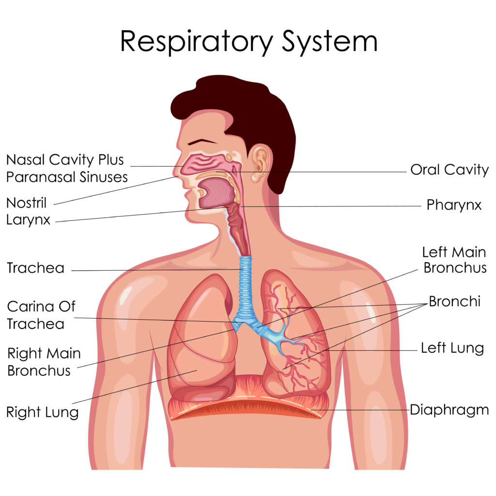 Respiratory System First Aid Wiki