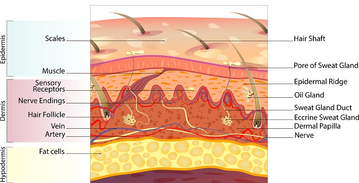 Skin Anatomy - First Aid Wiki